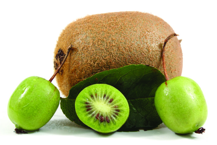 Growing Hardy and Variegated Kiwi Fruit - Grit